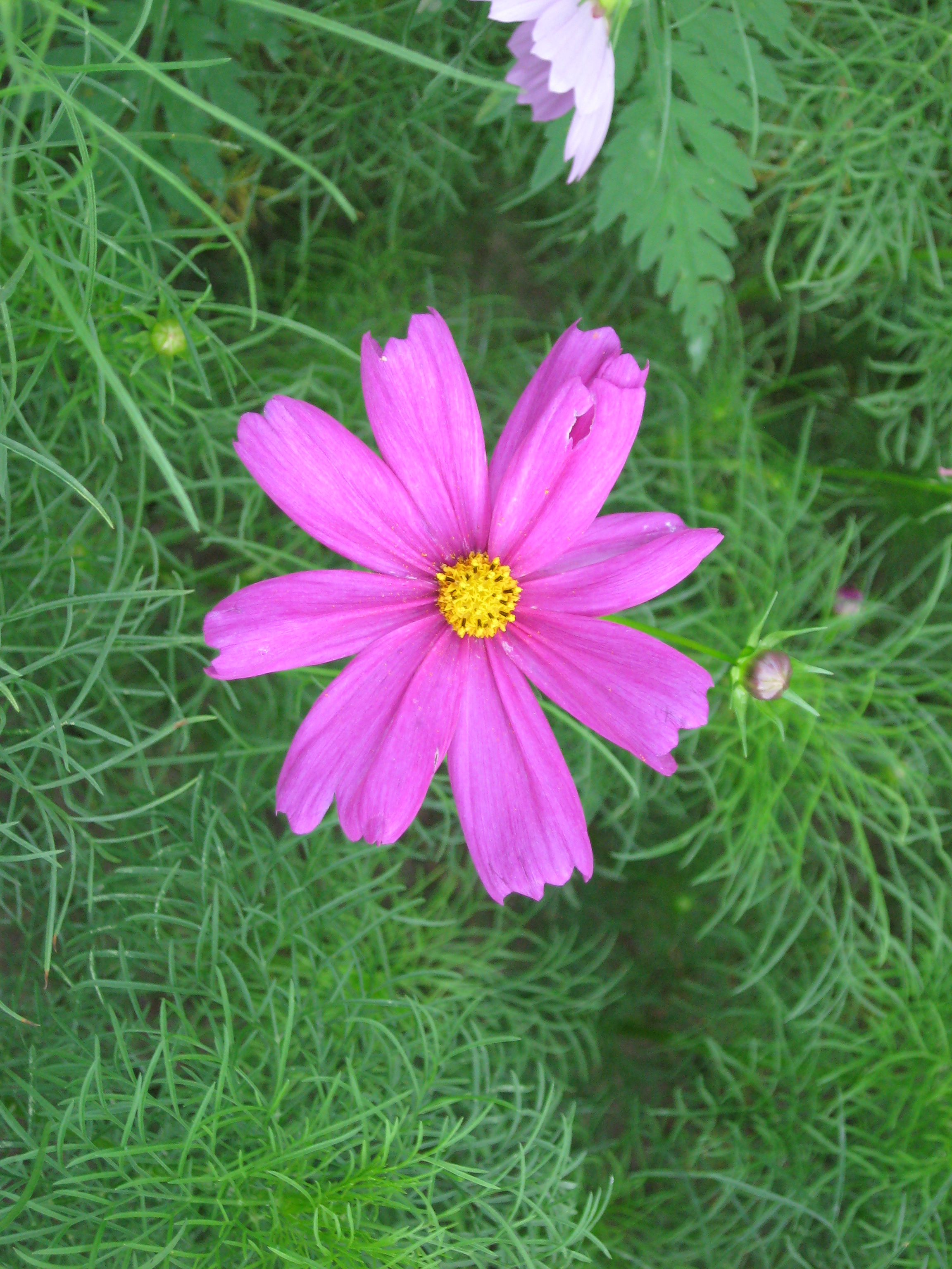 Flower, Alligator Wildlife Preserve | Adora Myers